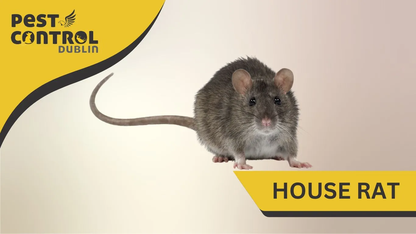 Premier Pest Control Dublin - Trusted & Proven Experts